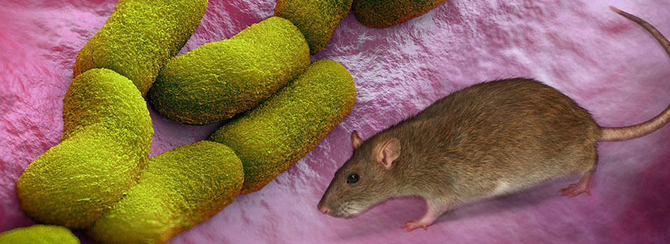 Hong Kong Training Portal on Infection Control and Infectious Disease